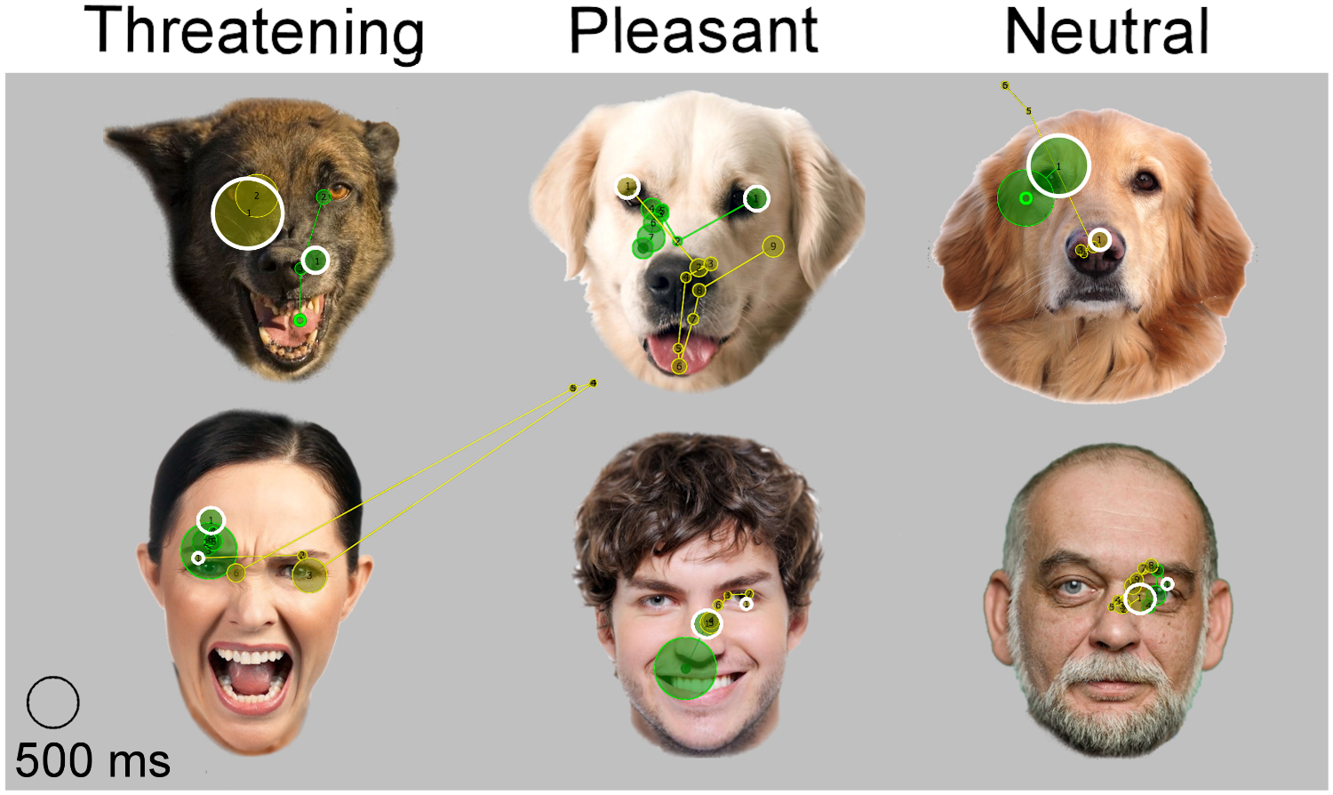 Cómo perciben los perros los rostros humanos y sus emociones ...