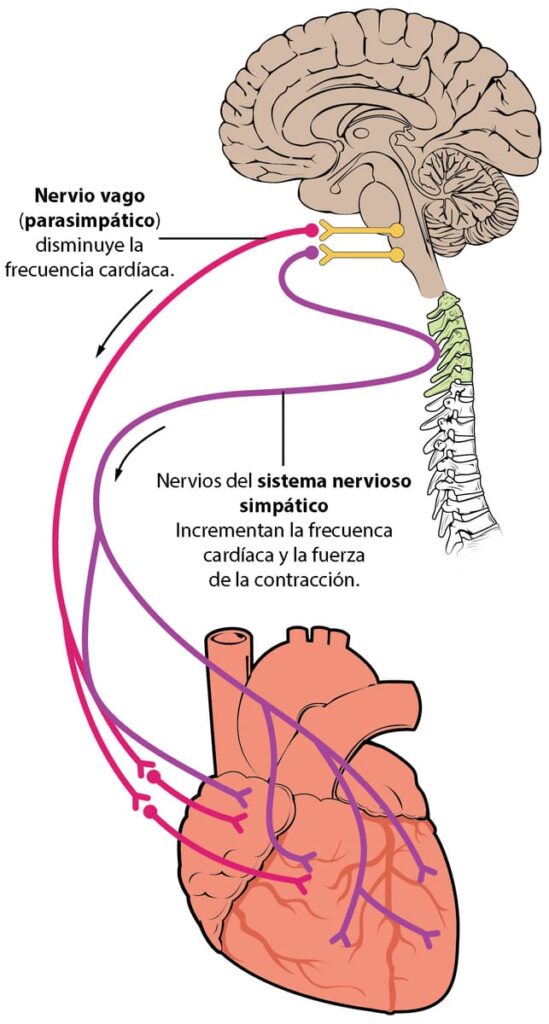 Qué información hay sobre la anatomía de los senos femeninos ...
